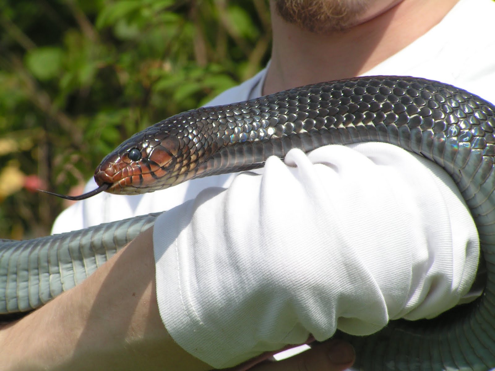 snakeprojects: drymarchon corais couperi