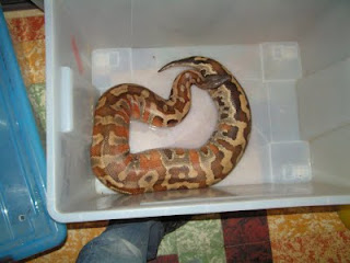 snakeprojects: python curtus, a passive snake