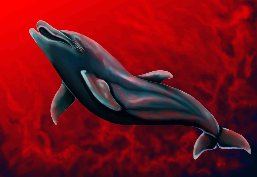 December 2010 | The Dolphin's Wink