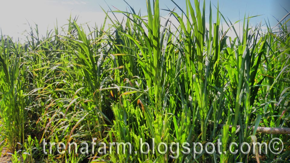 Silaj Ternakan: Silaj Napier