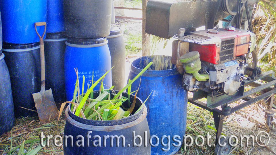 Silaj Ternakan: Silaj Napier