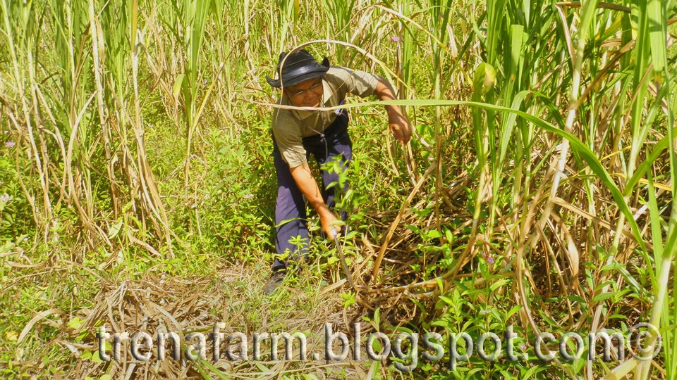 Silaj Ternakan: Silaj Napier