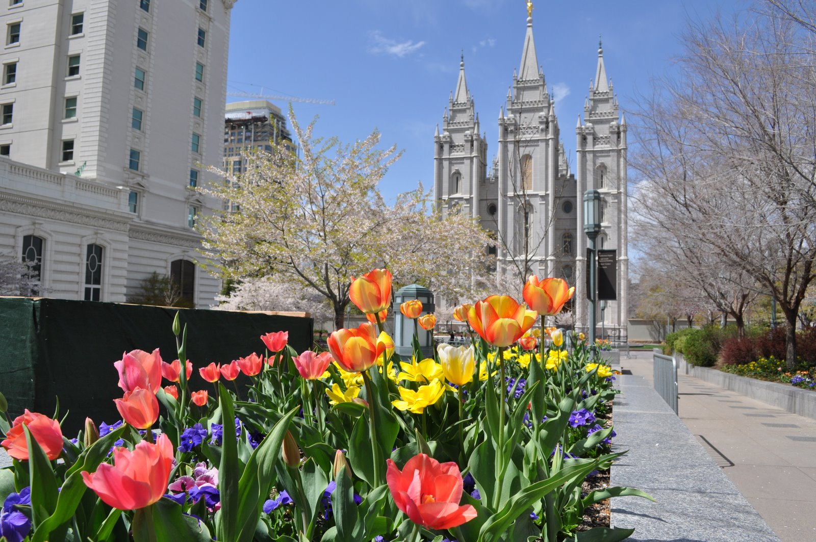 R.o.a.R. 365: Spring square