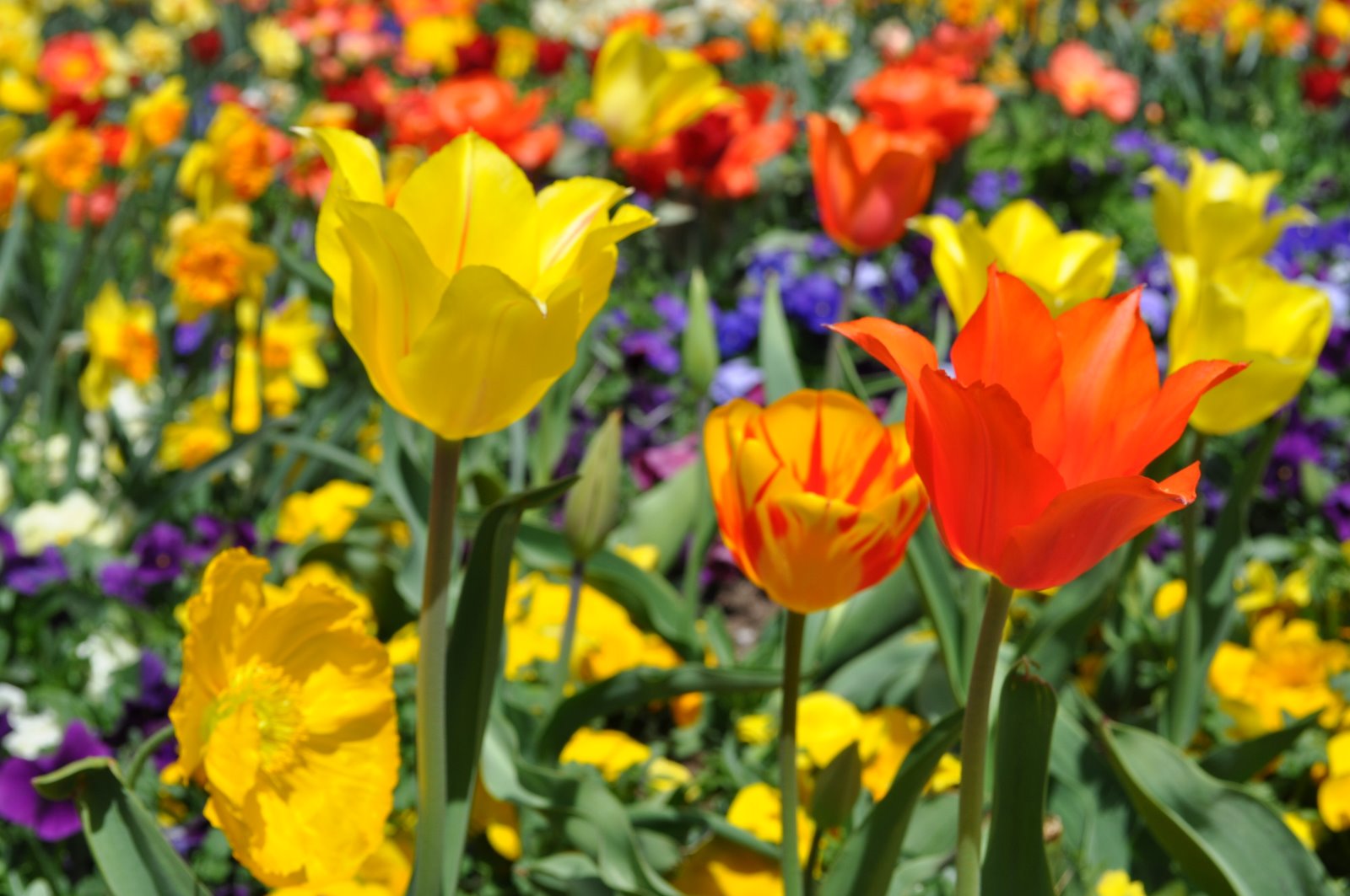 R.o.a.R. 365: march showers bring april flowers...?