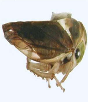 Mango Philippines: Identification and Management of Mango Pests