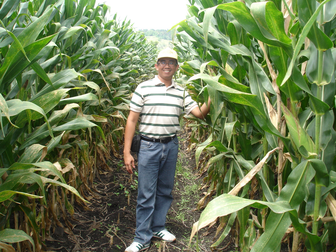 Biotech Philippines: Genetically Modified Corn in the Philippines