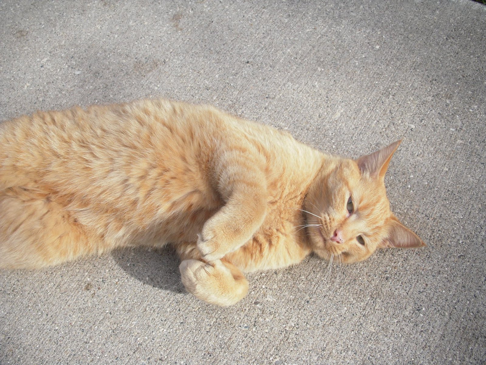 Pleiotropy: Six digit cat