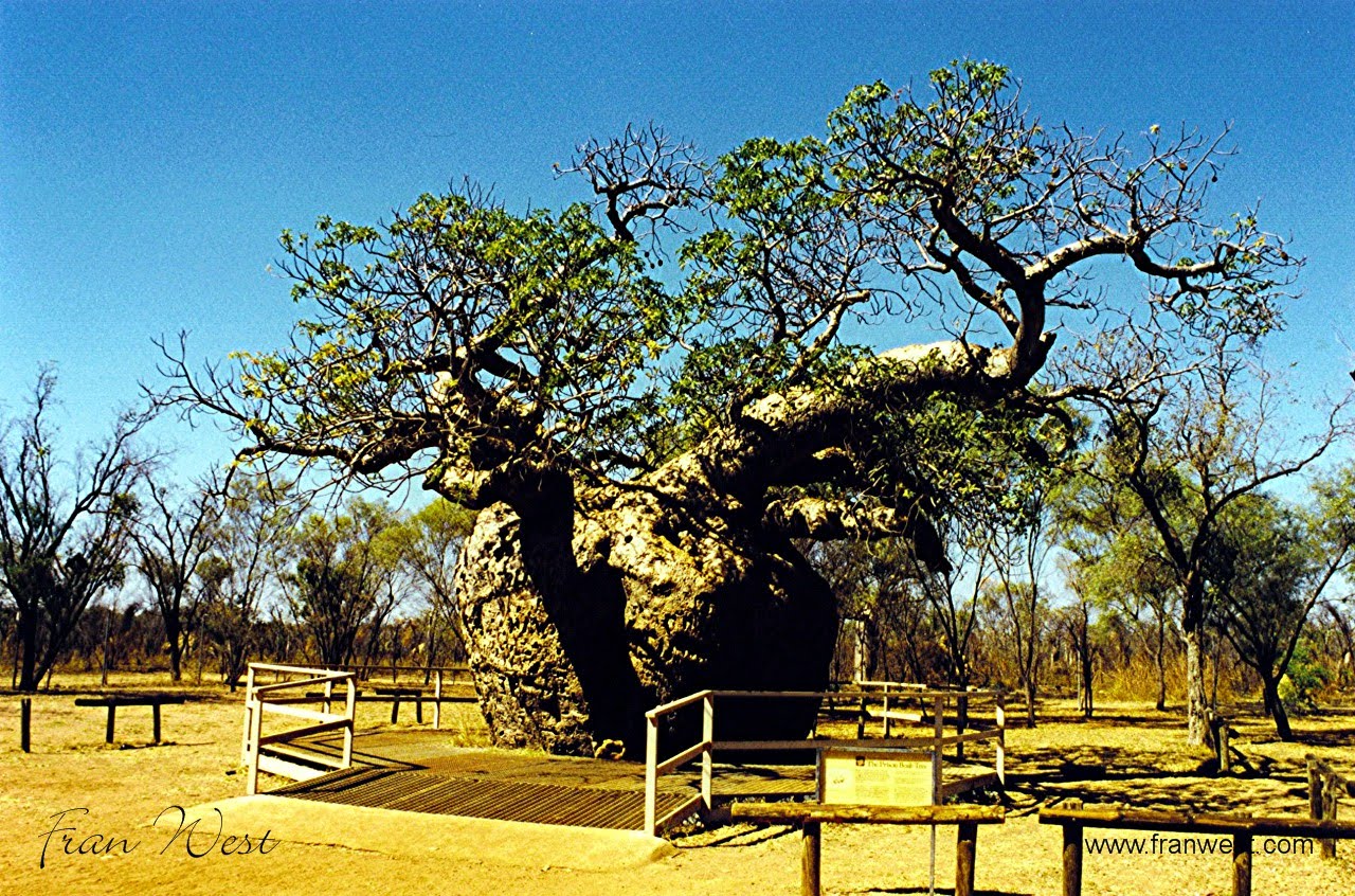 Fran West: Prison Boab Tree near Derby, Western Australia