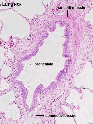 Anatomy and Physiology e-Portfolio: Slides