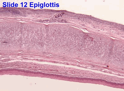 Anatomy and Physiology e-Portfolio: Slides