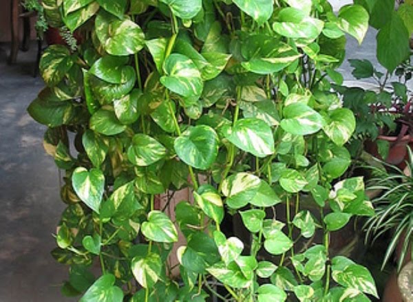 VINES PLANTS EXAMPLES WITH NAMES, VINES WITH NAMES EXAMPLES PLANTS ...