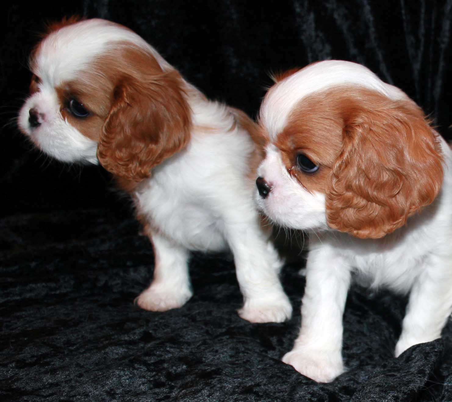 Lanmar Cavalier Puppies: Grantilley Lavender and John F. of Fairytale ...