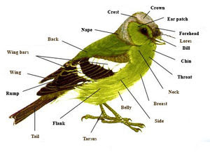 Love Bird: Bird anatomy