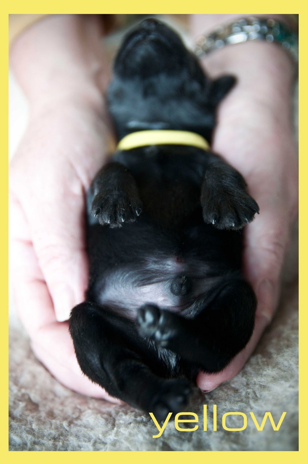 Griffin's Miniature Schnauzer Blog: day 7, fat bellies!
