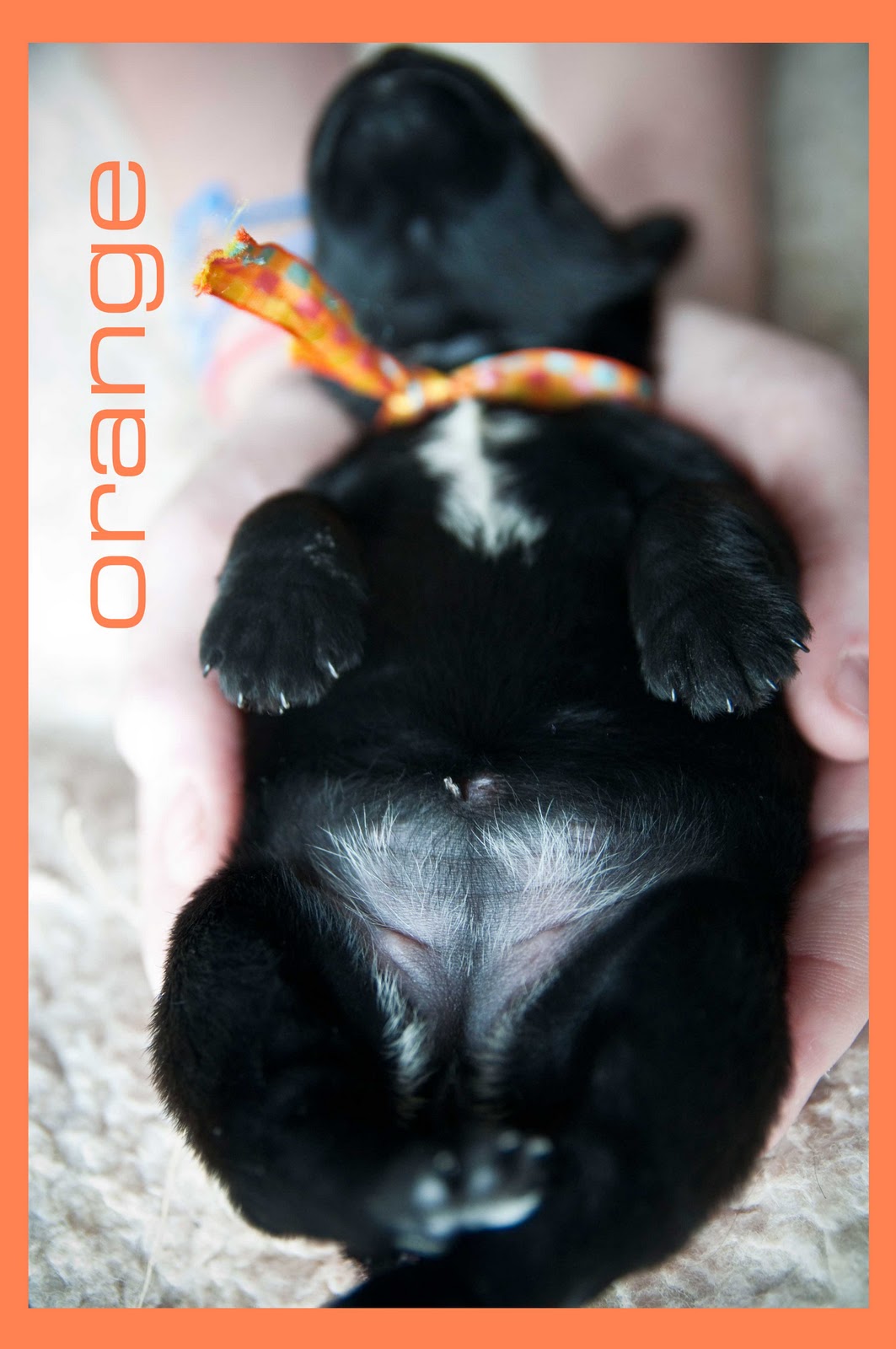 Griffin's Miniature Schnauzer Blog: day 7, fat bellies!