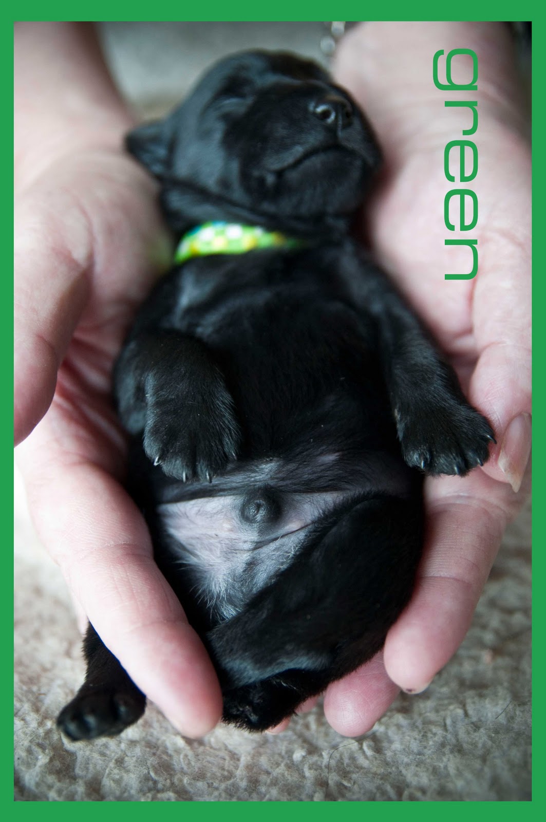 Griffin's Miniature Schnauzer Blog: day 7, fat bellies!