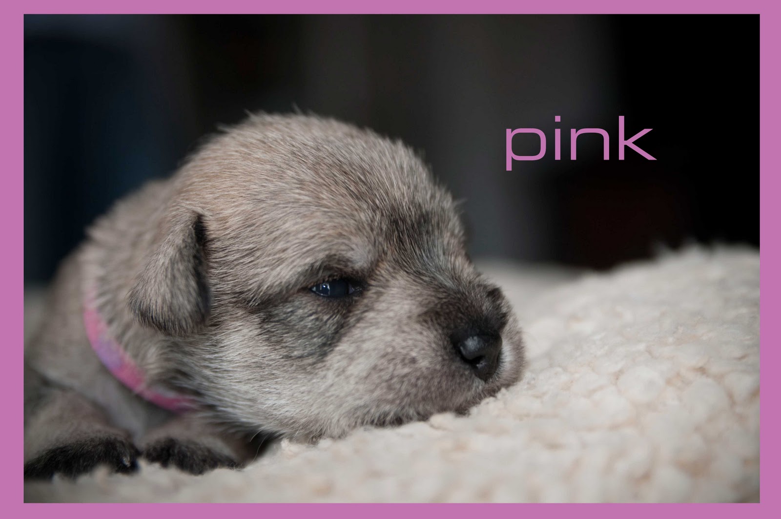 Griffin's Miniature Schnauzer Blog: day 15, fun pups