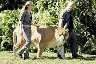 World's Biggest Liger Photos: 10 Ft Lion+Tiger Liger - Amazing ...