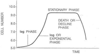 My Scientific Blog - Research and Articles: Microbial (Bacterial) Growth