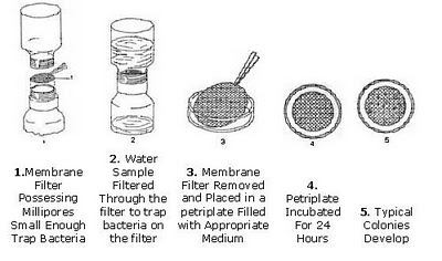 My Scientific Blog - Research and Articles: MEASUREMENT OF MICROBIAL GROWTH