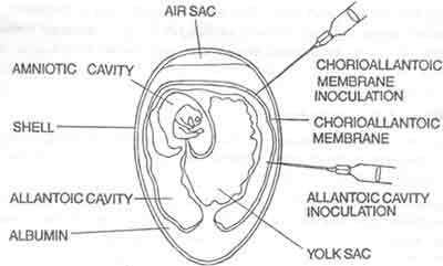 My Scientific Blog - Research and Articles: CULTIVATION OF VIRUSES
