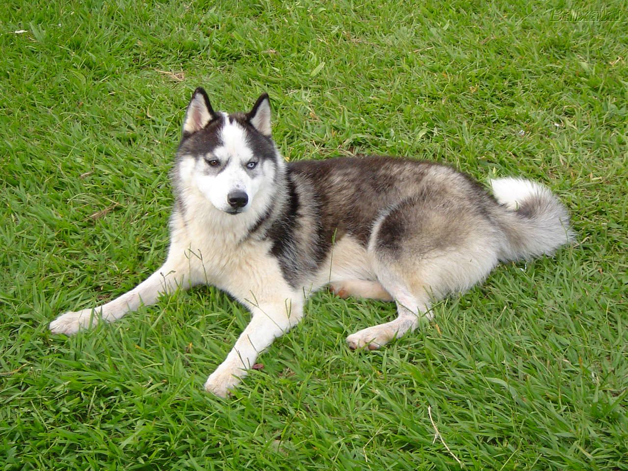 Nuestros mejores amigos: Husky
