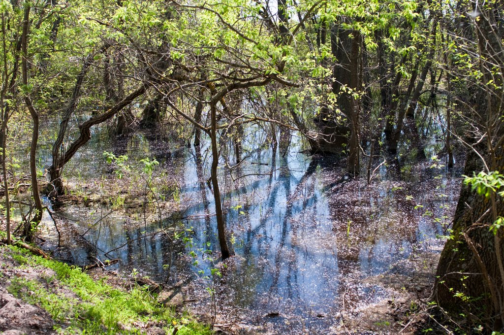 PHOTO ODYSSEY OF RICHARD: LETEA FOREST IN DANUBE DELTA