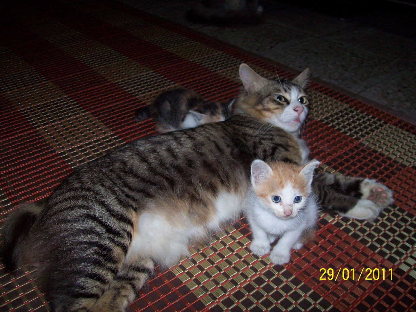 Cinta Manis: Cerita 2 Ekor Anak Kucing Cinta Manis: Cerita 2 Ekor Anak Kucing