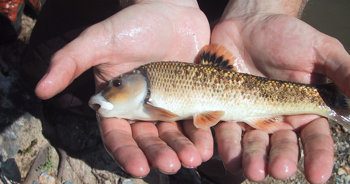 Central Stoneroller Preserved