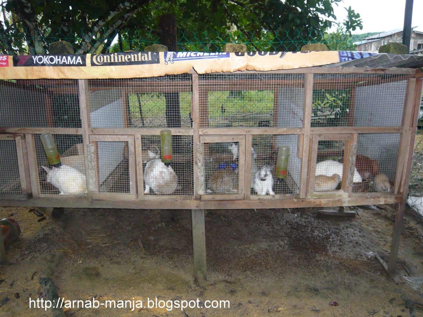 SELAMAT DATANG KE DUNIA PENTERNAKAN ARNAB