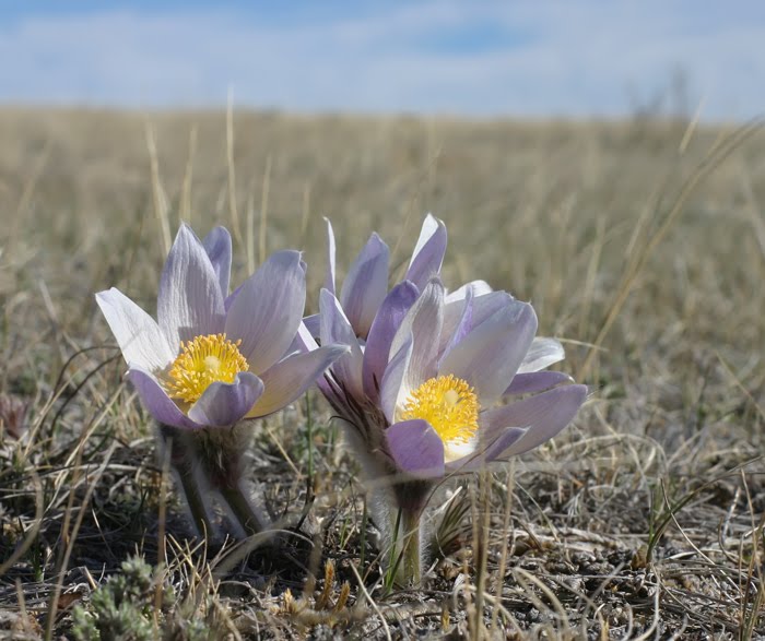 Prairie Ice: PAD 20 - American Pasque Flower