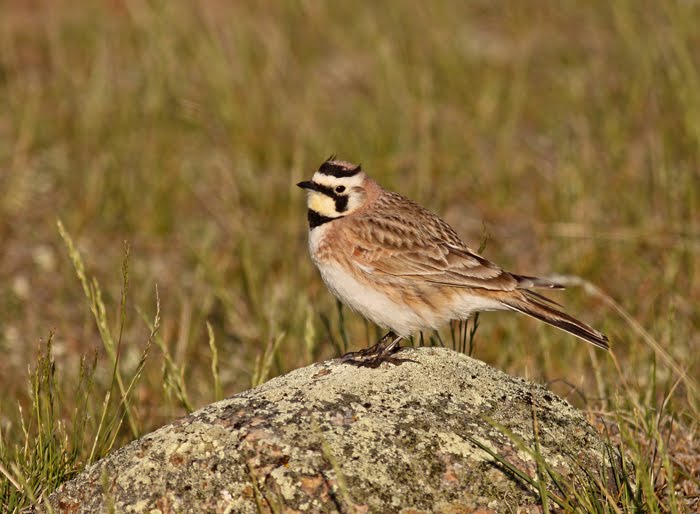 Prairie Ice: Sprague's Pipit or Horned Lark?