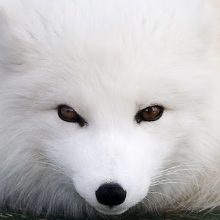 Ayserin: Polar Fox