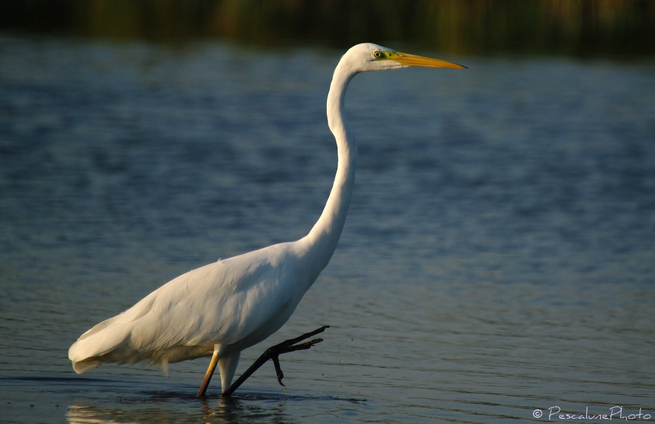 Pescalune Photo: Une autre série de Grande Aigrette / One more set of ...