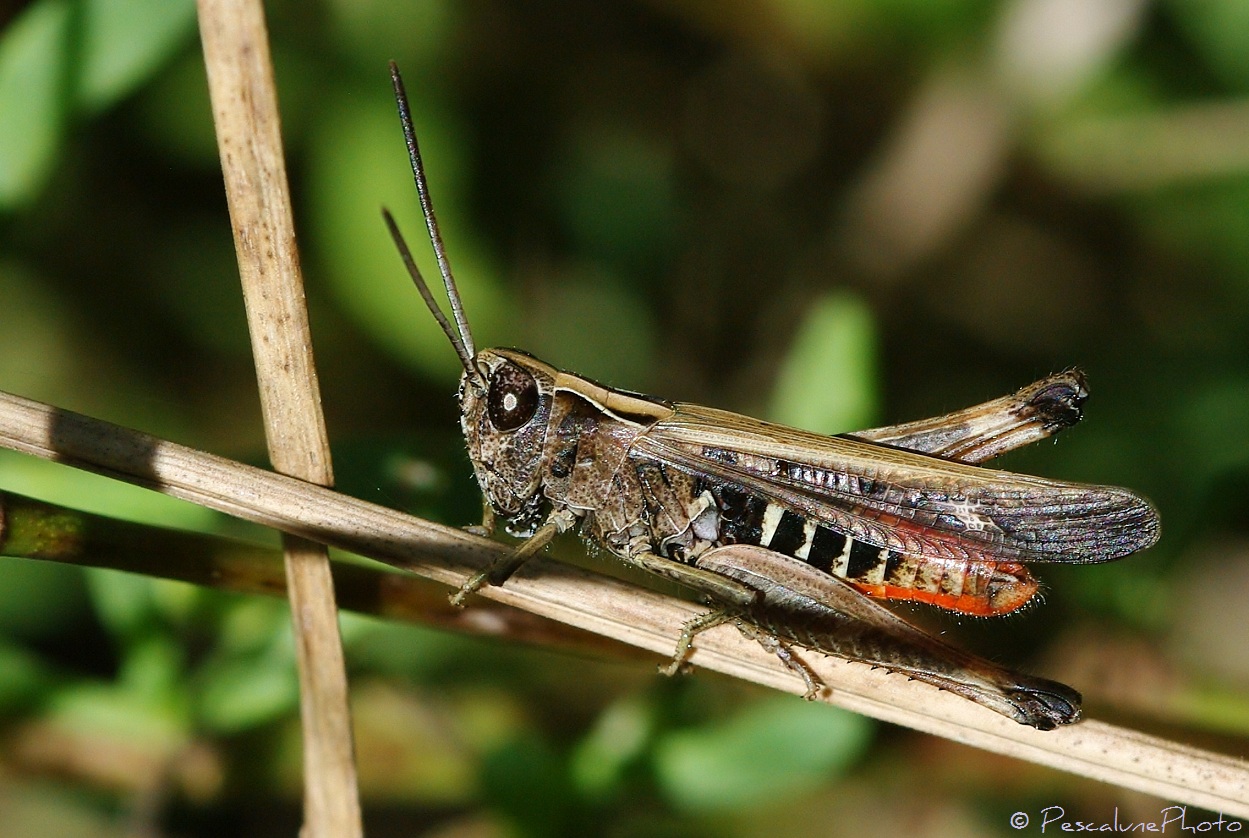 Pescalune Photo: Criquet noir-ébène (Omocestus rufipes), Woodland ...