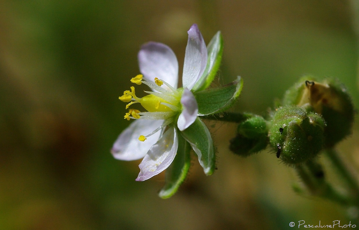 Pescalune Photo: Spergulaire marine (Spergularia marina), Lesser Sea ...