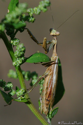 Pescalune Photo: Mante Iris oratoria (Iris oratoria), Mediterranean ...