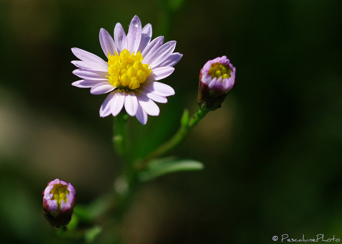 Pescalune Photo: Aster maritime (Aster tripolium L.), Sea Aster, Strand ...