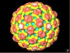 life science: CAULIFLOWER MOSAIC VIRUS(CamV)