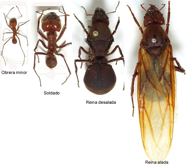 HISTORIAS DE HORMIGAS: Hormigas olmecas