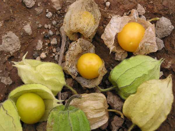 ciplukan properties ~ Noah's Ark