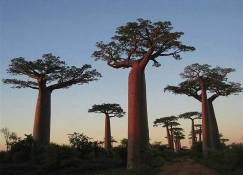18 Beautiful and Strange Trees ~ Now That's Nifty