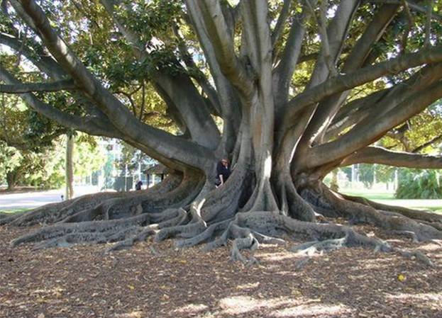 18 Beautiful and Strange Trees ~ Now That's Nifty