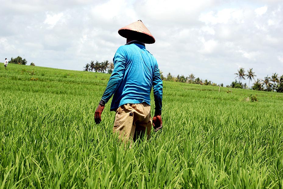 photobento : greg naeseth photography: rice farmer