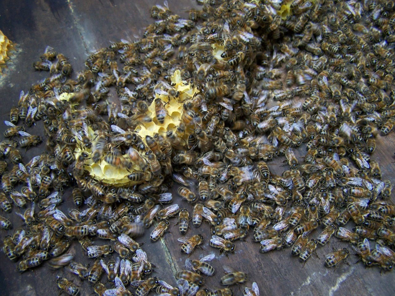 World of Bees: Spring cleaning