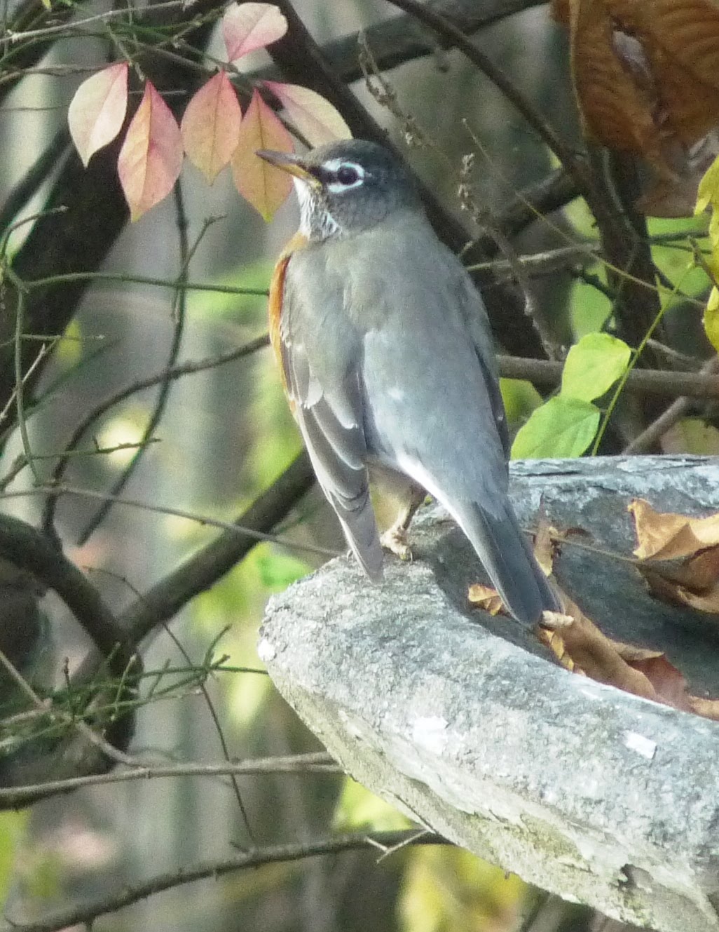 The Greenbelt: East Tennessee November Birds