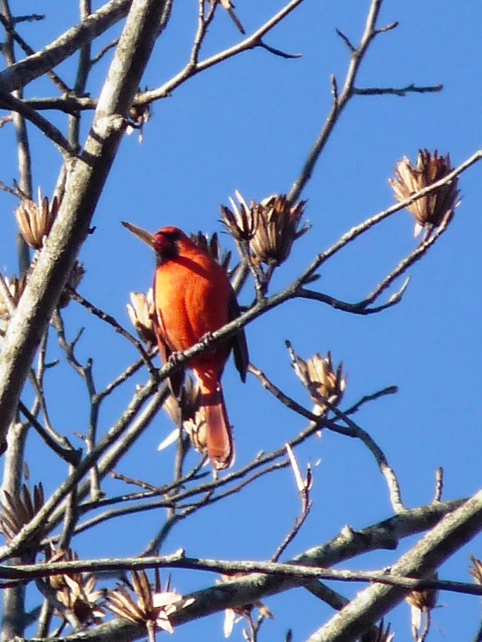 The Greenbelt: East Tennessee November Birds