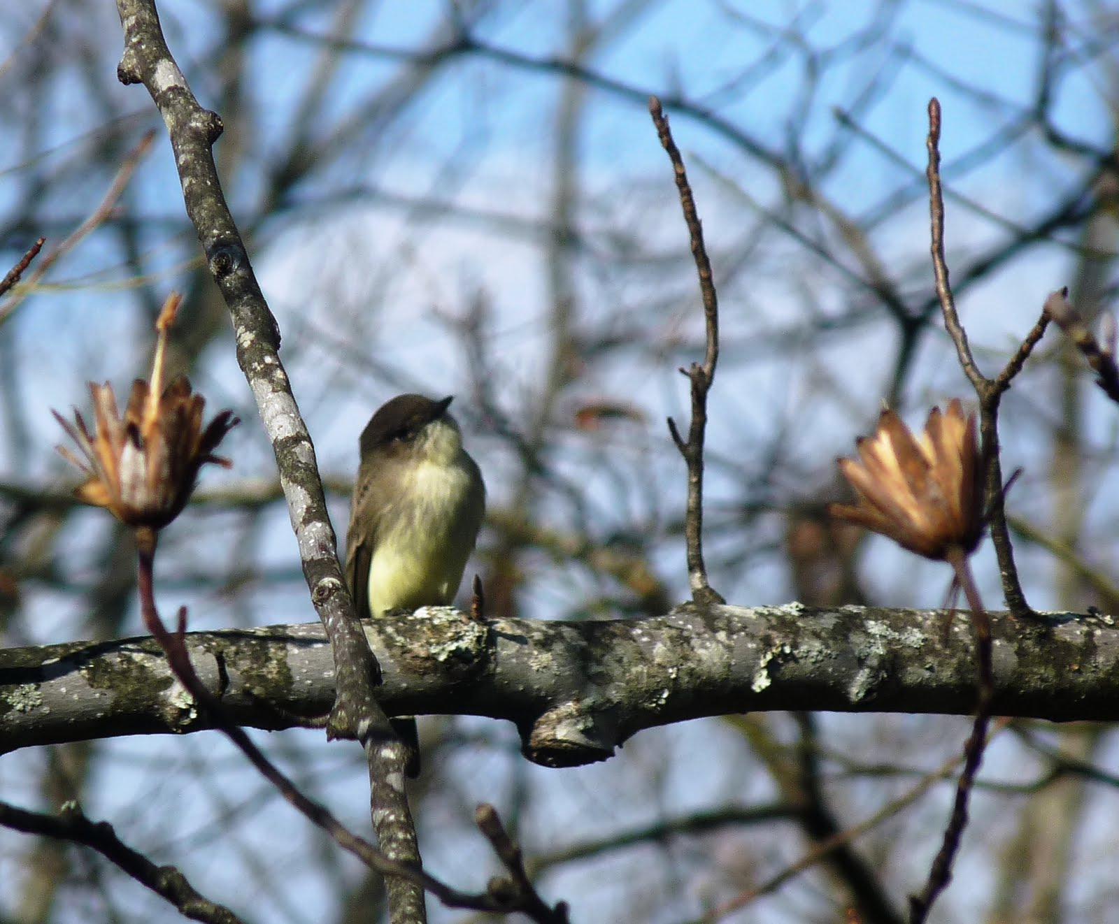 The Greenbelt: East Tennessee November Birds