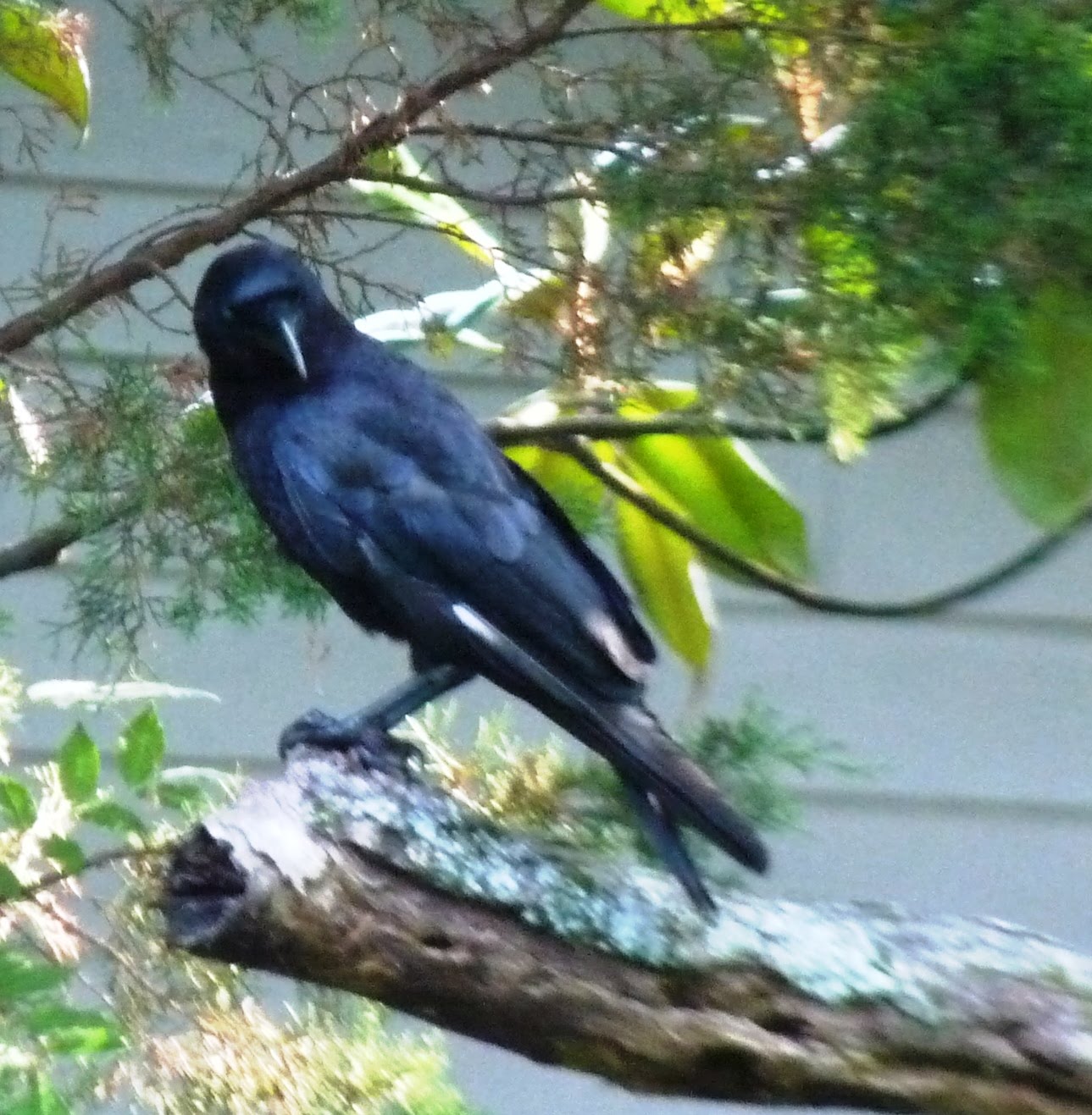 The Greenbelt: Off the deck