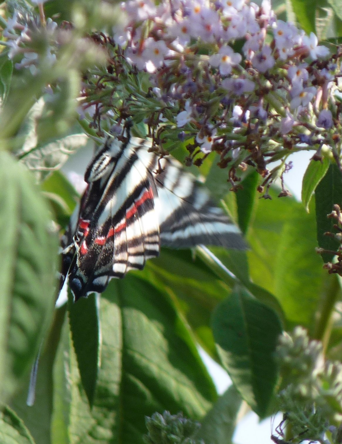 The Greenbelt: Butterflies of early September